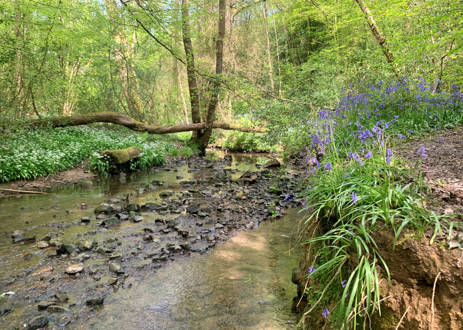 Leybourne Lakes Country Park - One Mile Walks