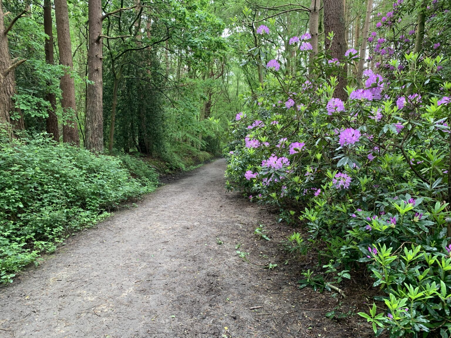 Leybourne Lakes Country Park - One Mile Walks