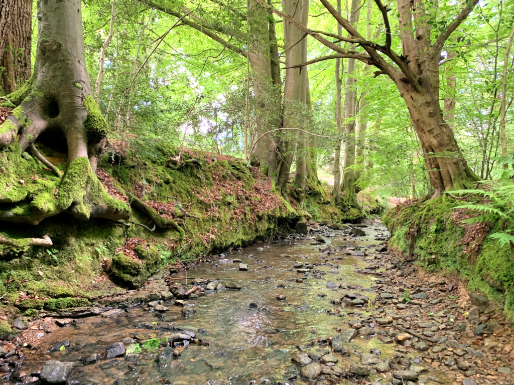 The Ghyll, Crowborough - One Mile Walks